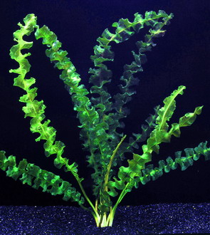 up รายชื่อ Aponogeton P2 สอนวิธีเลี้ยง P2 ต้องขอโทษด้วยครับ มีปัญหา